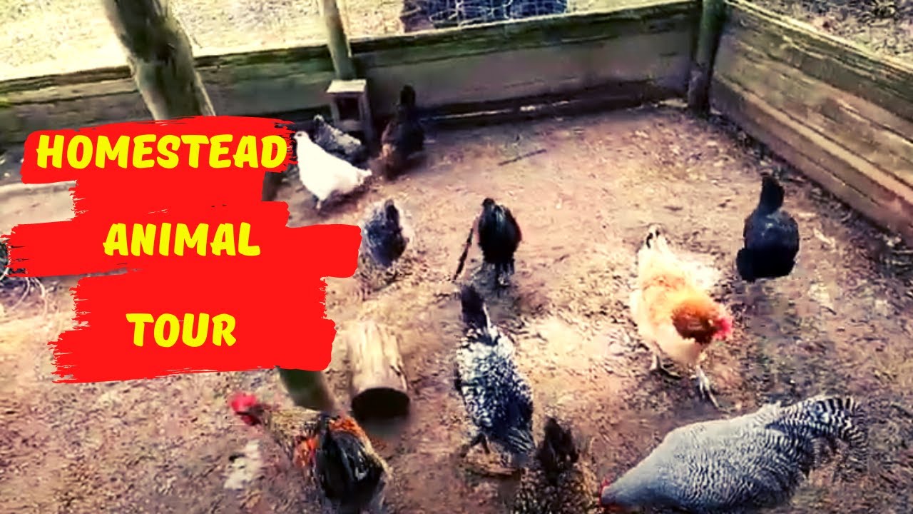 Homestead Animal Tour || Rural Farm Life - YouTube
