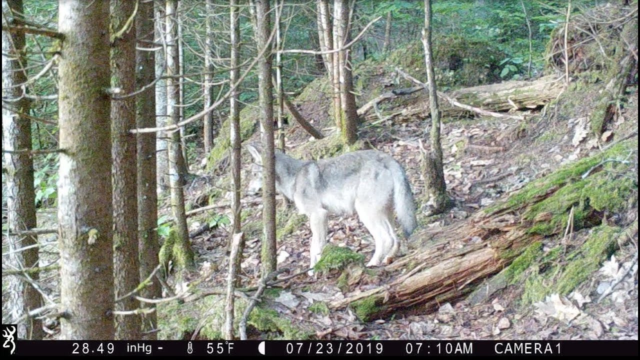 Wolf Pups Playing at Bear Bait in Wisconsin Wolf Caution Area - YouTube