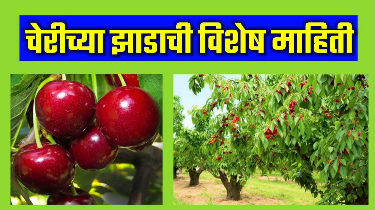चेरी झाड माहिती | cheri che zad mahiti - YouTube