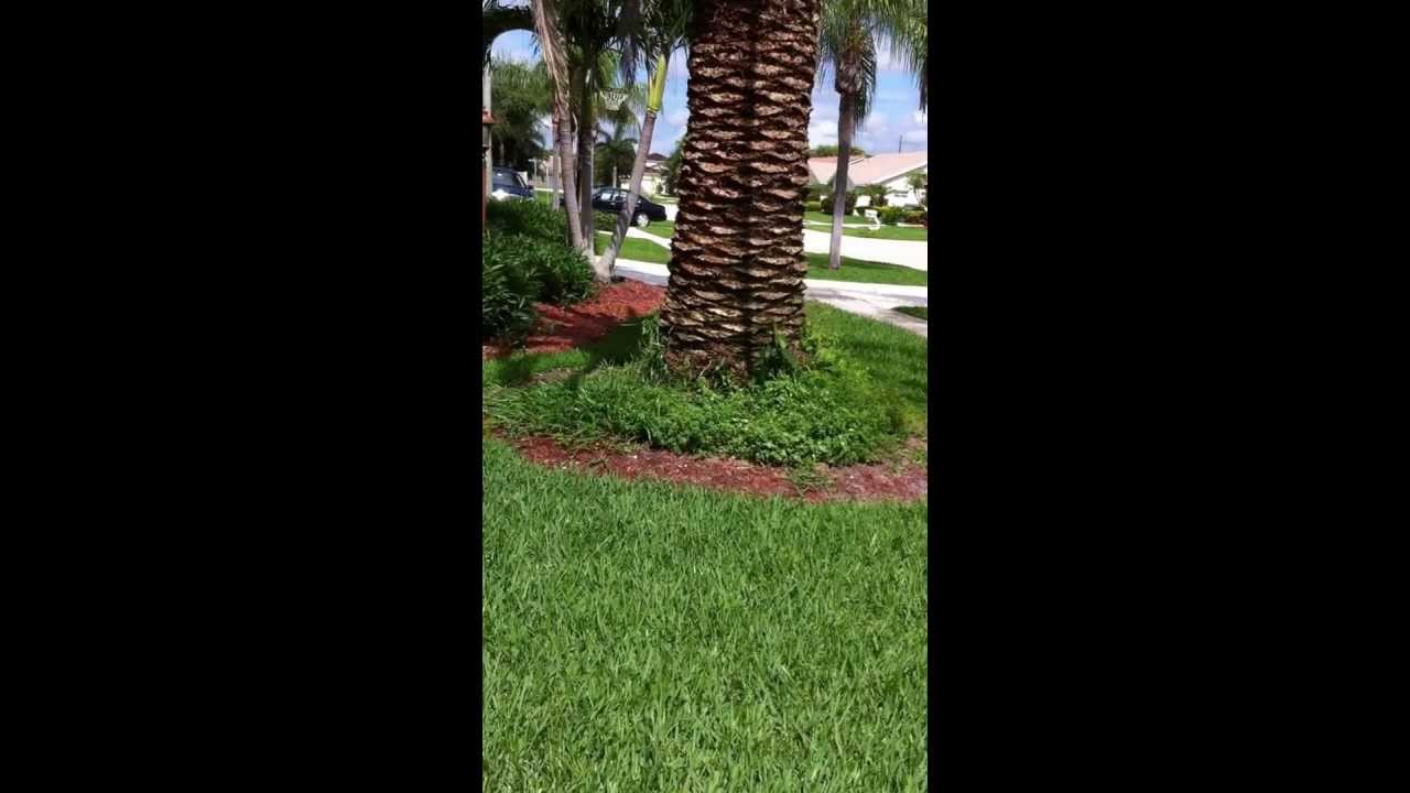 Canary Island date palm - Ganoderma butt rot - YouTube