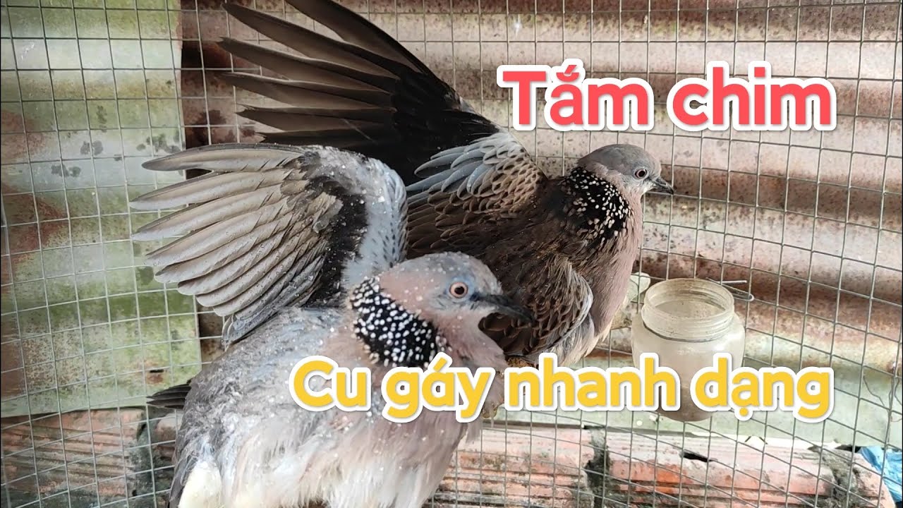 Cách TẮM cho chim cu gáy. Cách thuần chim cu gáy nhanh dạng người ...