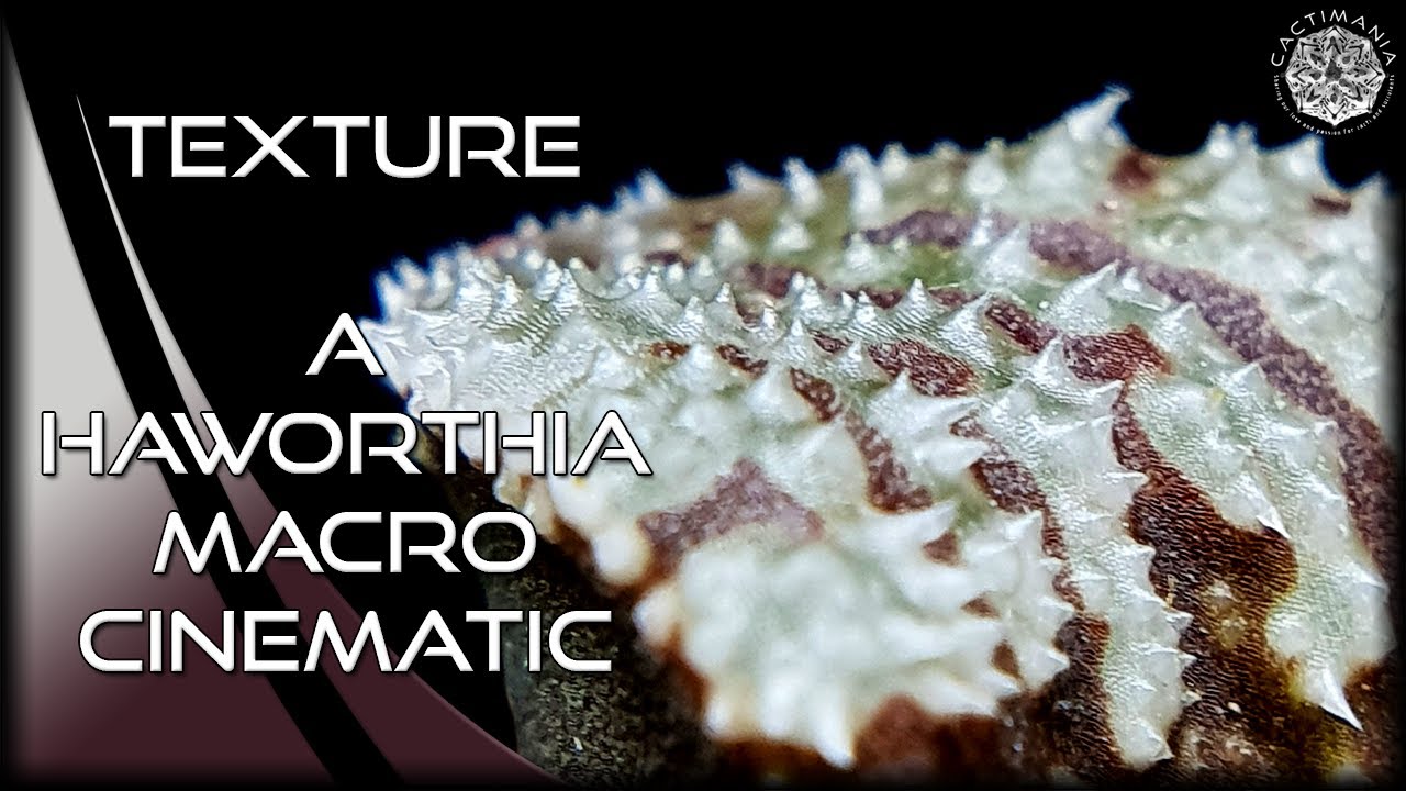 Texture - A Haworthia Macro Cinematic | #Cactus & #Succulent Collection ...