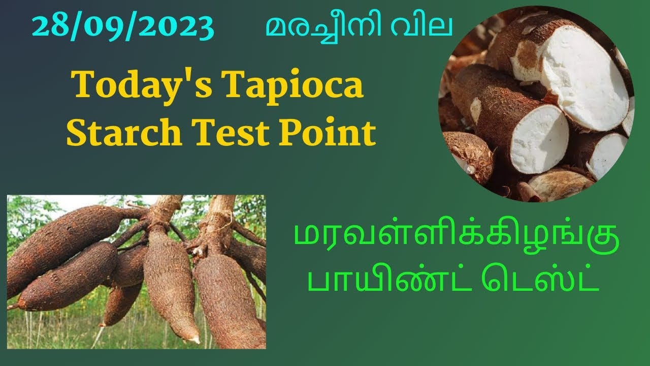 Kuchi Kelangu Vilai | மரவள்ளி விலை | Tapioca Today Rate | Cassava Root ...