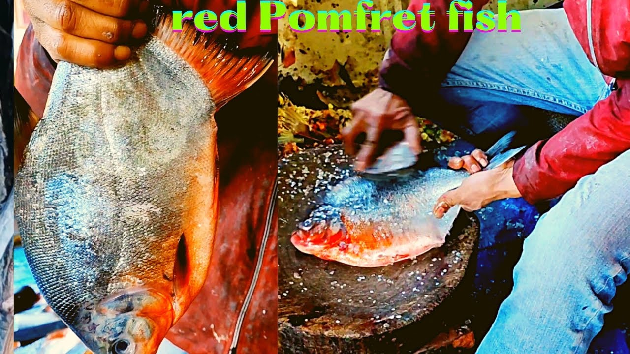 Red Pomfret fish (roop chand)amazing fish roop chand fish one of the ...