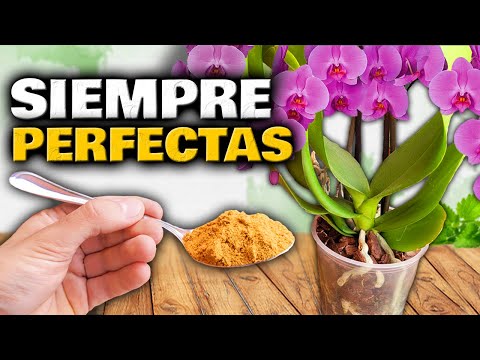 ORQUIDEAS PERFECTAS y con MUCHAS FLORES!! Como CUIDAR y HACER FLORECER ORQUIDEAS PHALAENOPSIS