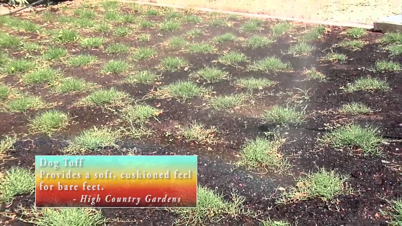 LSW-tv - Jill Brown and Buffalo 'Dog Tuff' Grass - YouTube