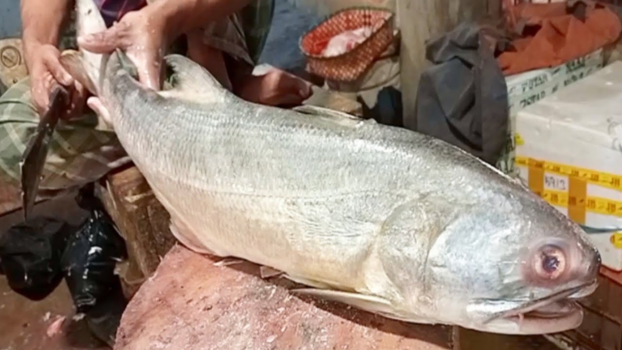 Amazing Salmon (Rawas) Fish Cutting Skills In Bangladesh Fish Market By ...