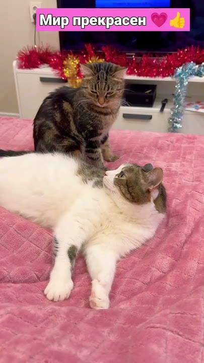 Cat кот приколы Jokes юмор домашниеживотные мир прекрасен 💗👍