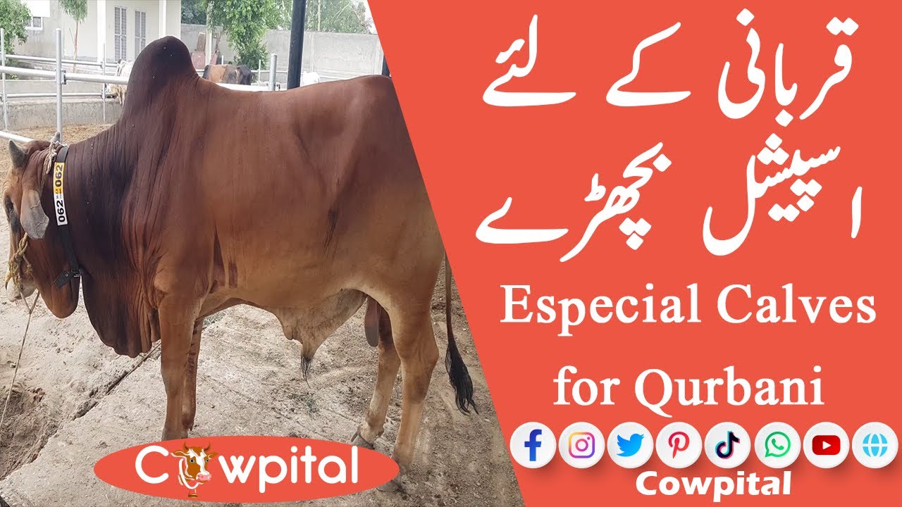 Animals for Qurbani 2022 Buying animals for Qurbani 2022 Qurbani ...