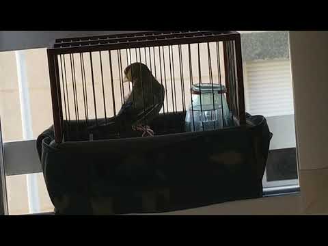 Verderón nivel 2018