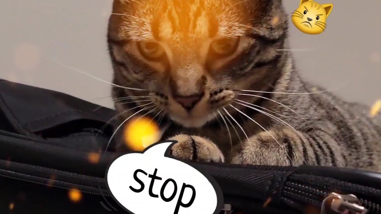 Bugging Theo The Cat (Full Video) - YouTube