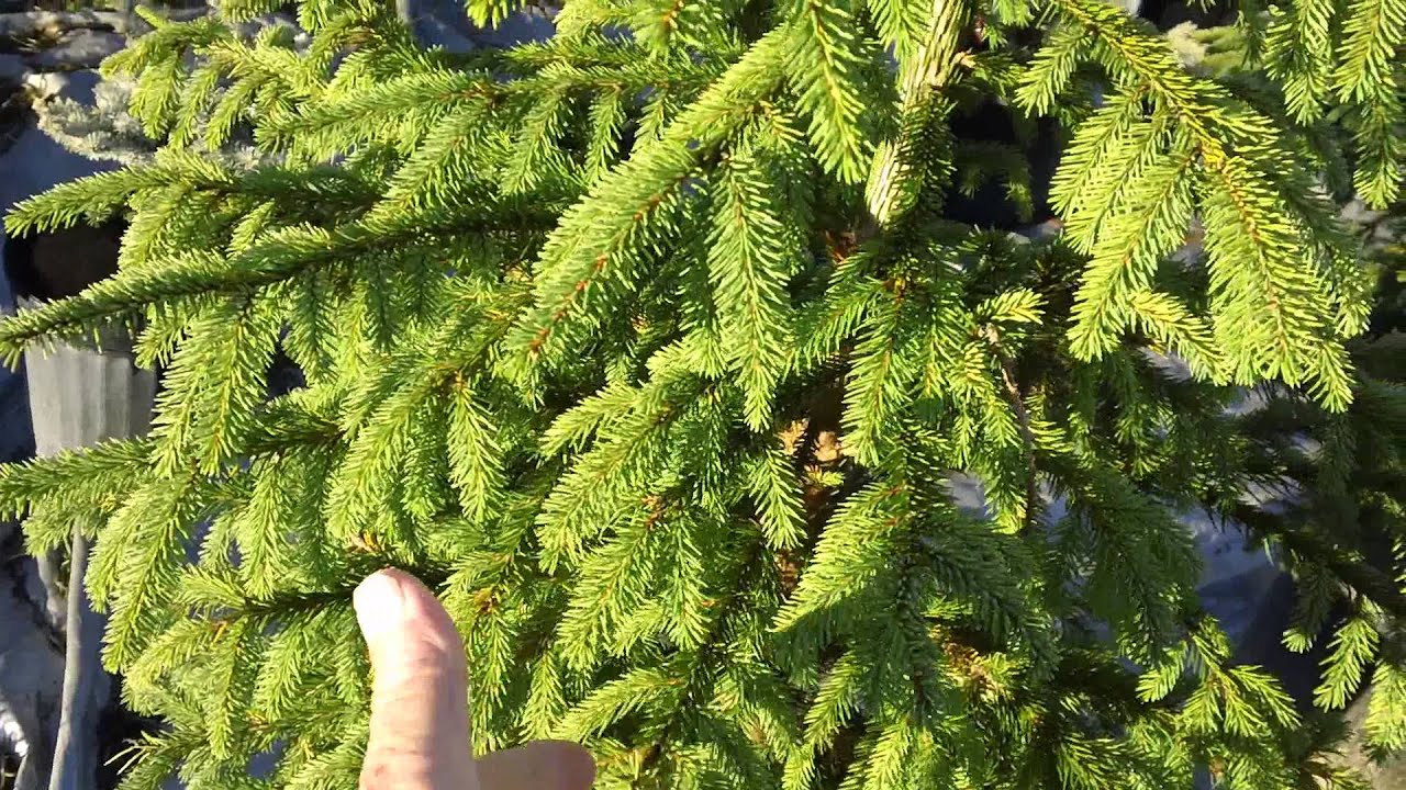 Norway spruce trees (fast growing tree) .MP4 - YouTube