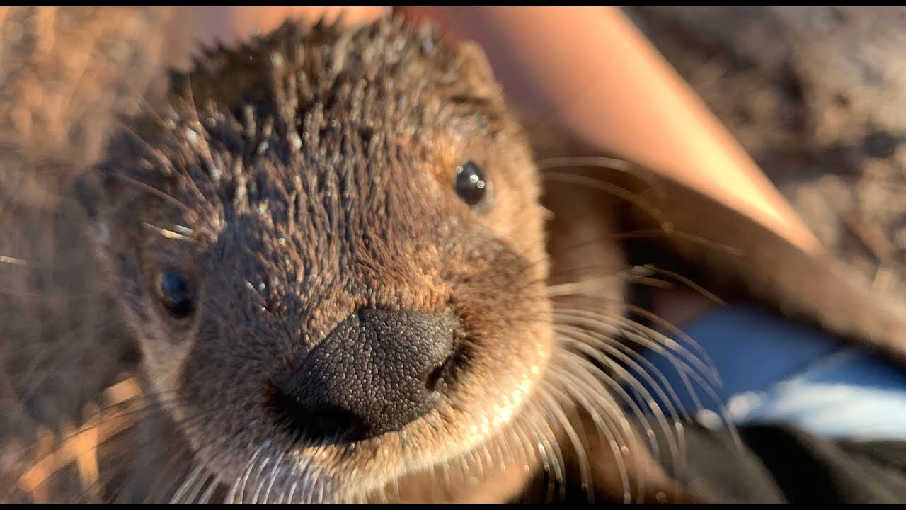 Orphaned Otter {Try Not To Smile} *Rescued and Rehabilitated* - YouTube
