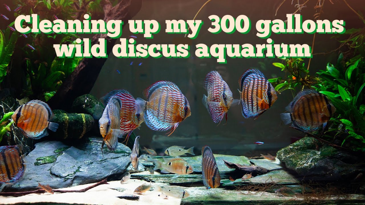 Clean up of the Grotto, my 300 gallons wild discus aquarium - YouTube
