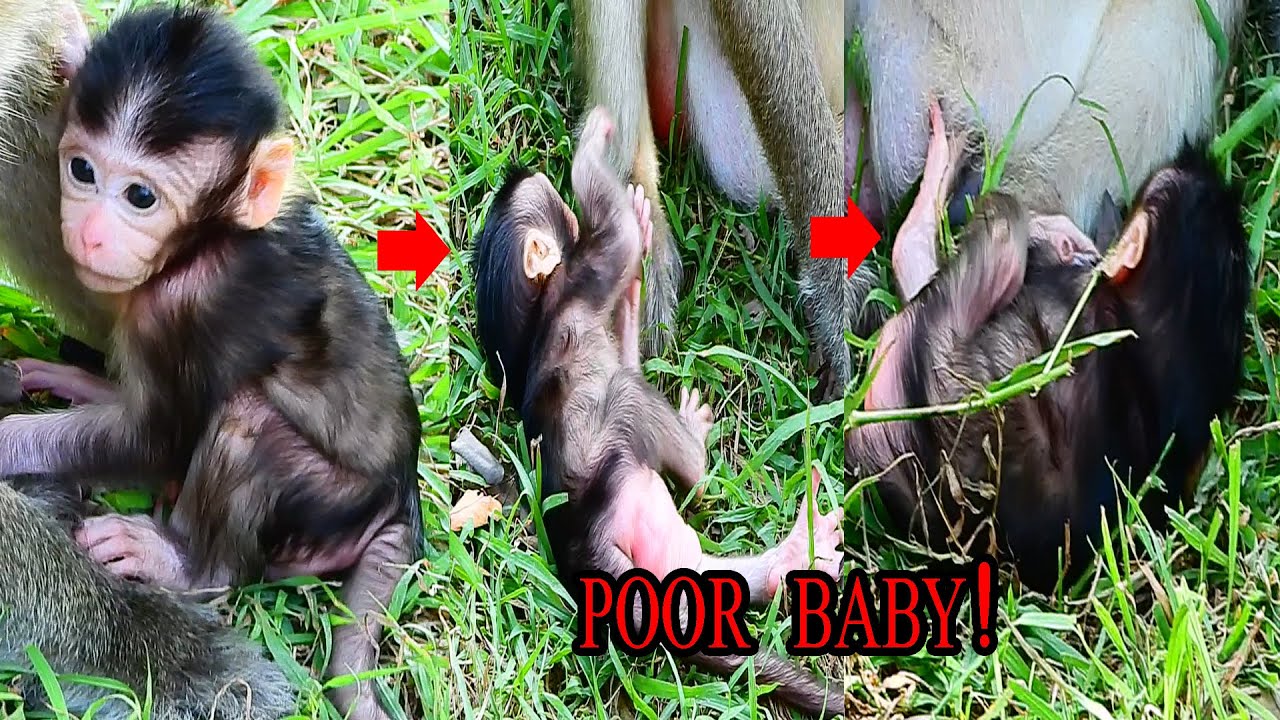 Brokenhearted 😥 to see Poor baby looking so weak and skinny !!! Sad ...
