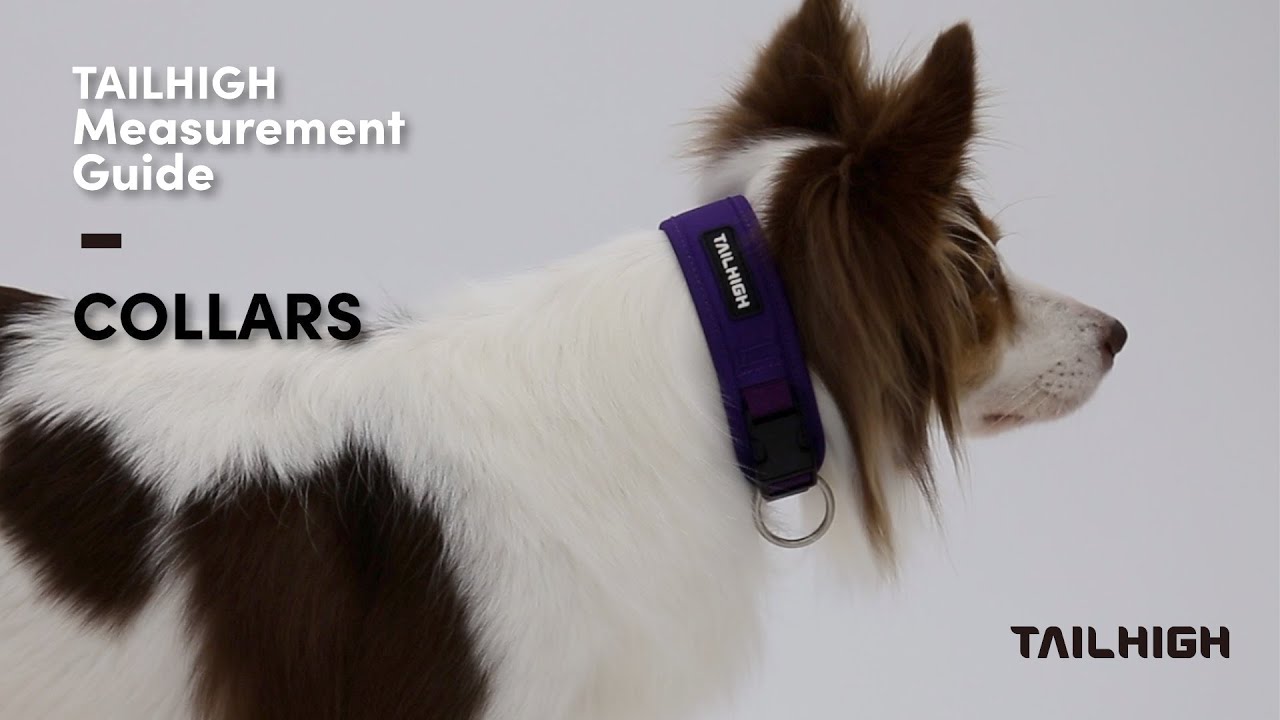 TAILHIGH Measurement Guide - Collars - YouTube