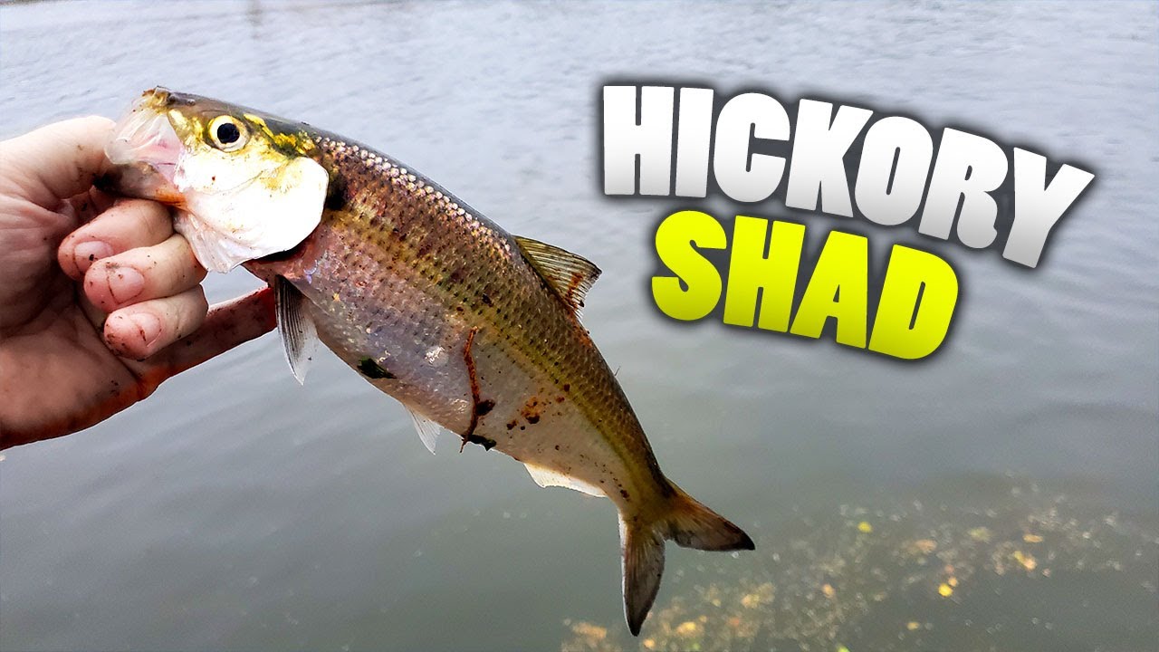 Shad Fishing in the Rain - James River Richmond Virginia - YouTube