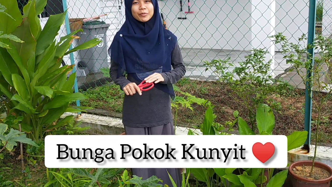 Cara Petik Bunga Pokok Kunyit - Cantiknya ! - YouTube