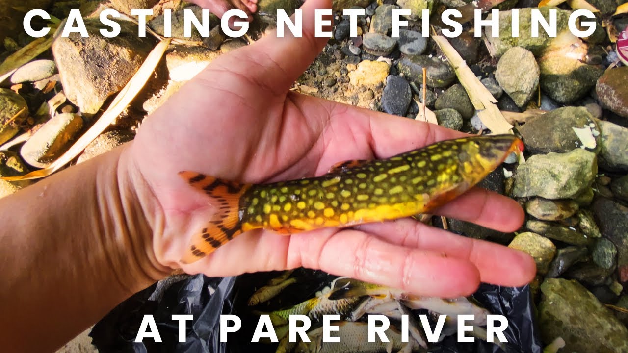 Casting net fishing at Pare River Arunachal Pradesh - YouTube