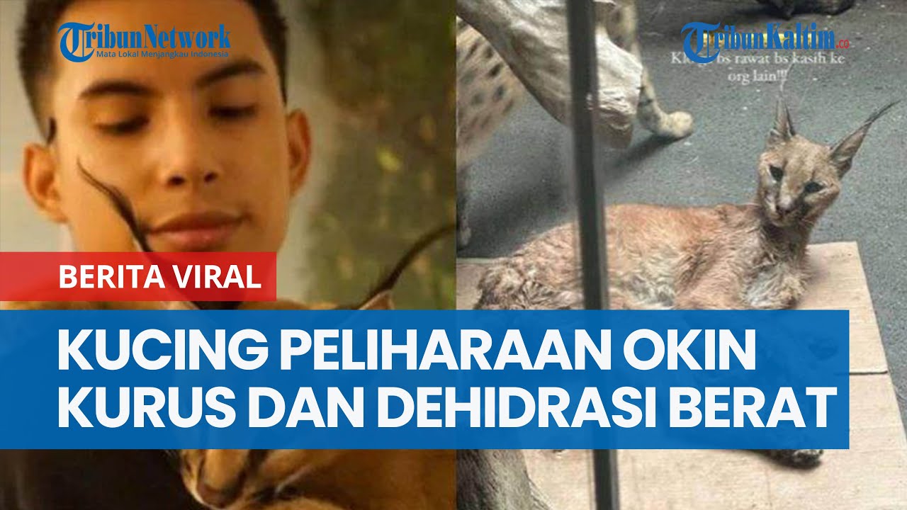 Kucing Hutan Peliharaan Okin Kurus dan Dehidrasi Berat, Rachel Vennya Bongkar Borok Okin - YouTube
