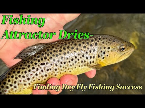 Dry Fly Fishing for Trout- how to find success with attractor dry flies ...