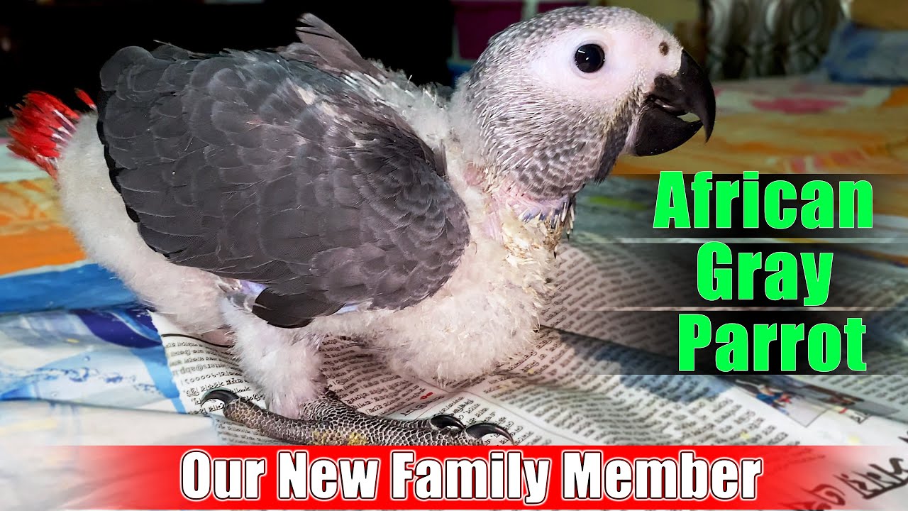 Our New Family Member || Baby African Gray Parrot - YouTube