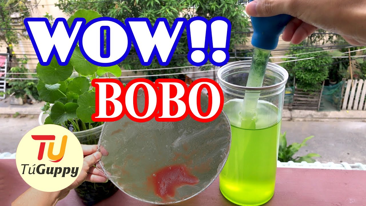 Hướng dẫn nuôi bobo tại nhà đơn giản - Một cách tạo bobo bằng nước tảo ...