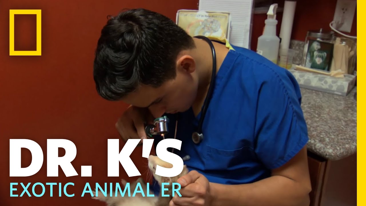 Fried Ferret | Dr. K's Exotic Animal ER - YouTube