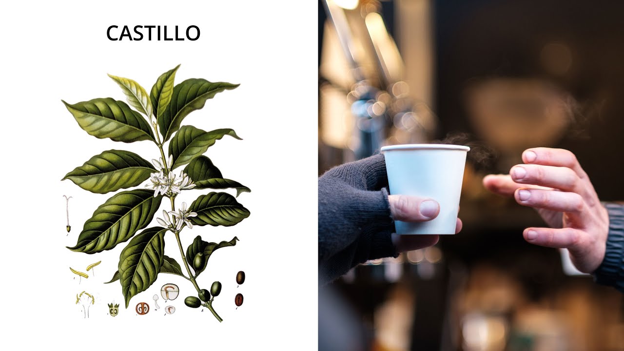 What is Castillo? | Single Origin Varietal Coffee Explained - YouTube