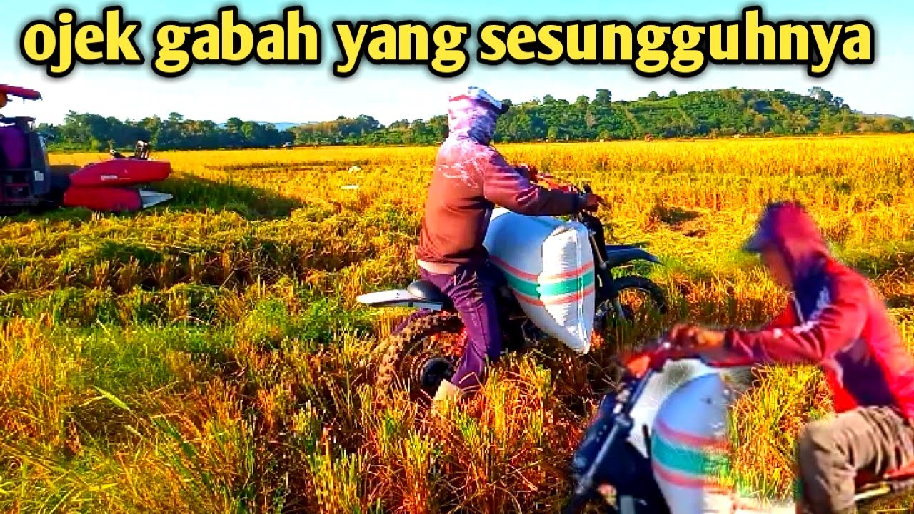 OJEK GABAH DI SAWAH - YouTube