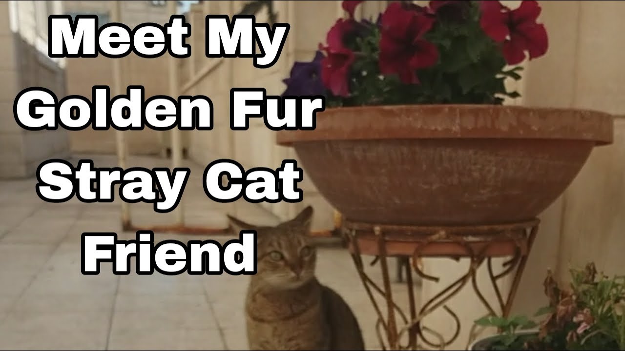 Meet My Beautiful Golden Fur Stray Cat Friend - YouTube