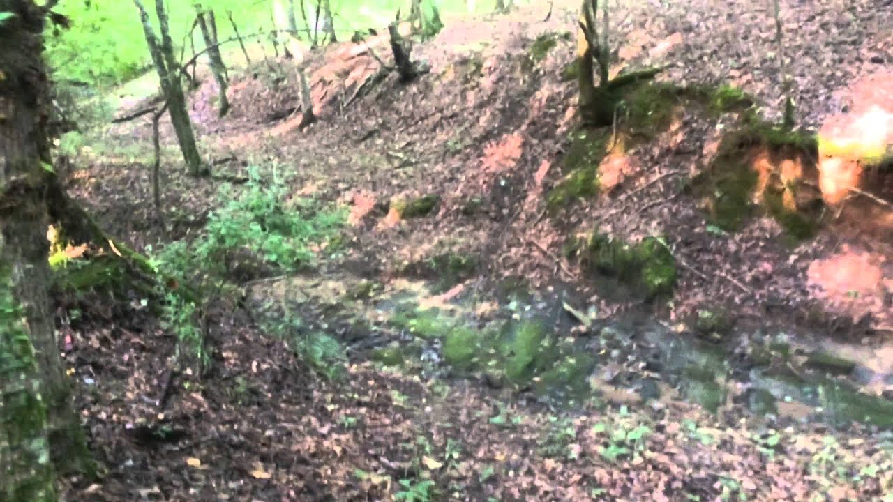 Can you find gold in National Forest ? - YouTube