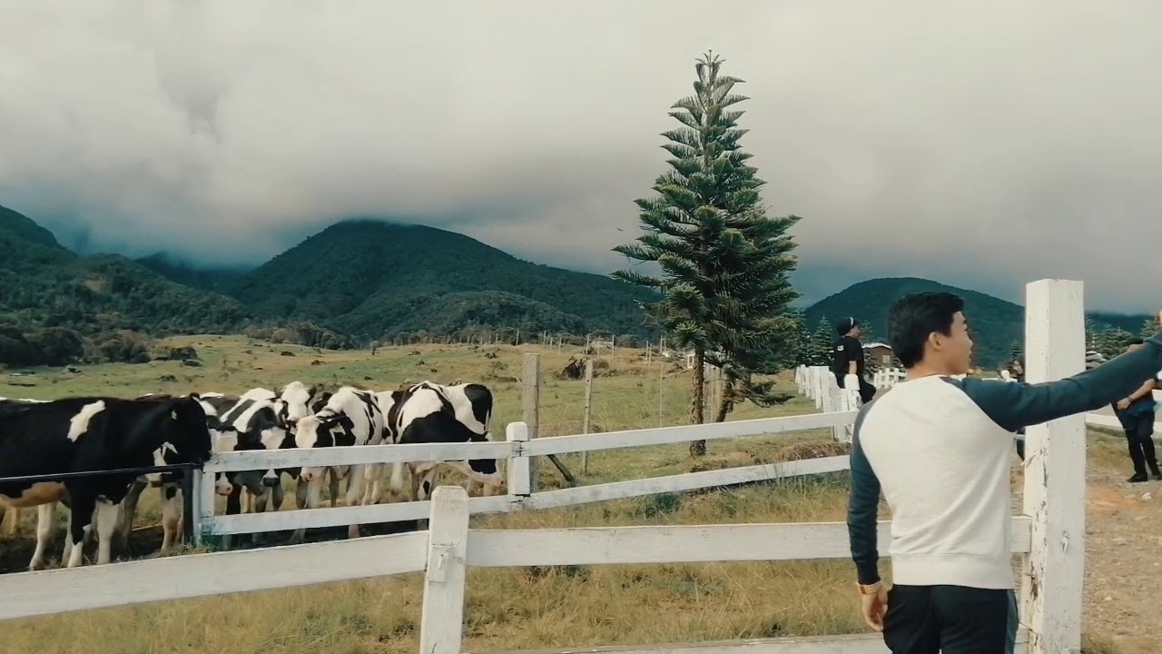 DESA CATTLE DAIRY FARM - KUNDASANG, SABAH - YouTube