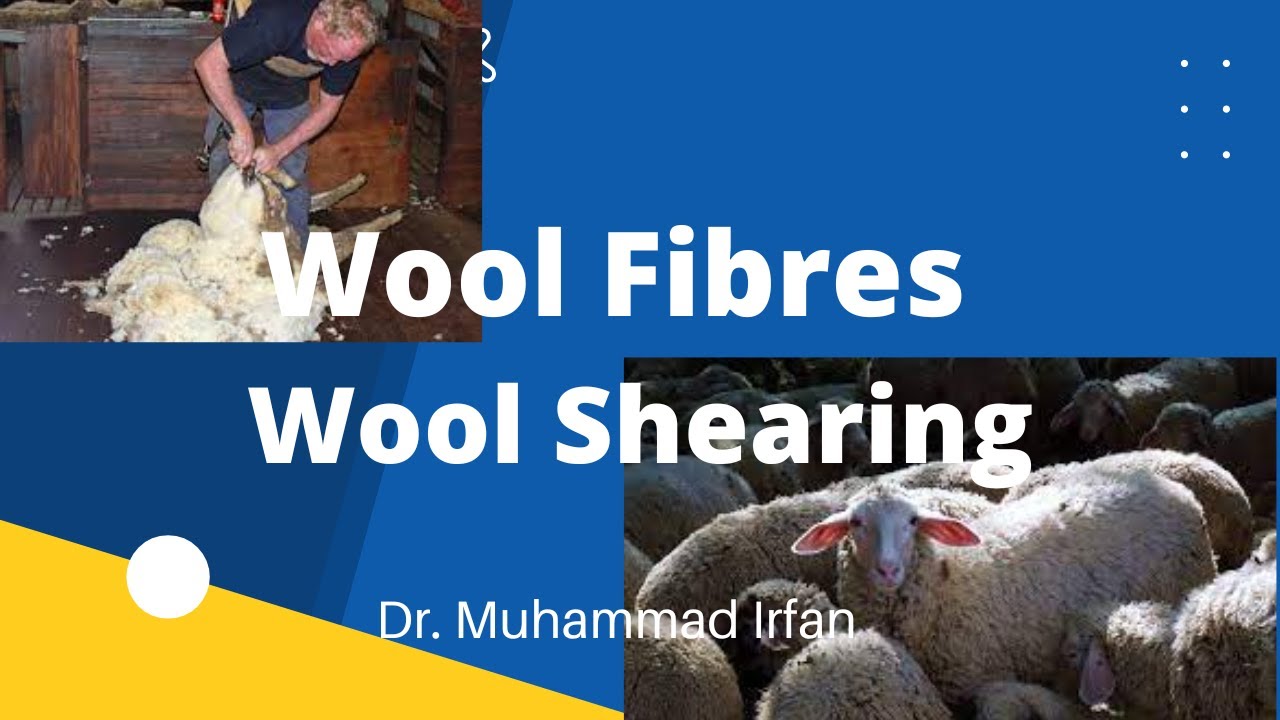 Wool shearing process: Blade, machine, robot and biological shearing ...