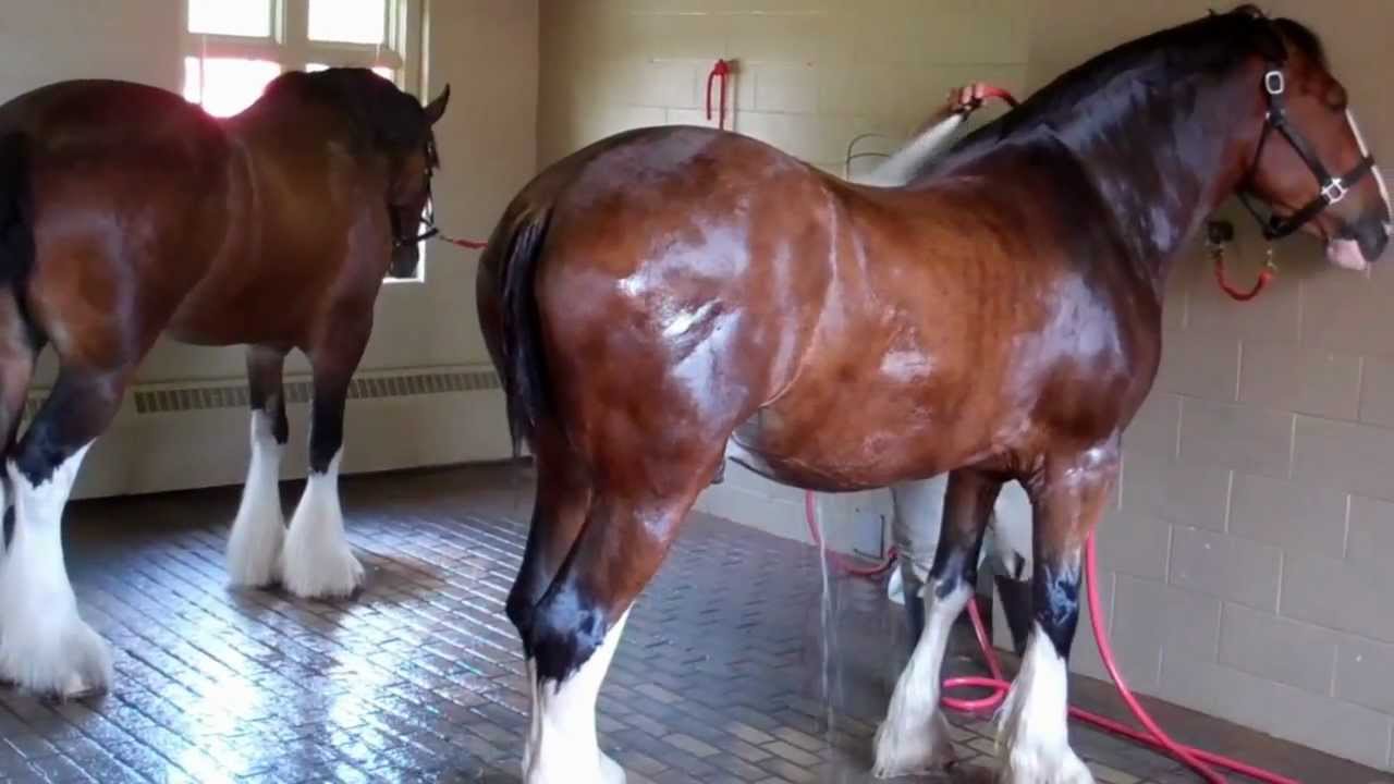 Bud Plant show 8 5 12 - YouTube