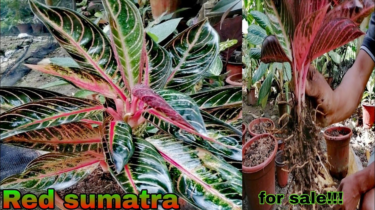 Aglaonema Red Sumatra propagation and for sale!!! - YouTube