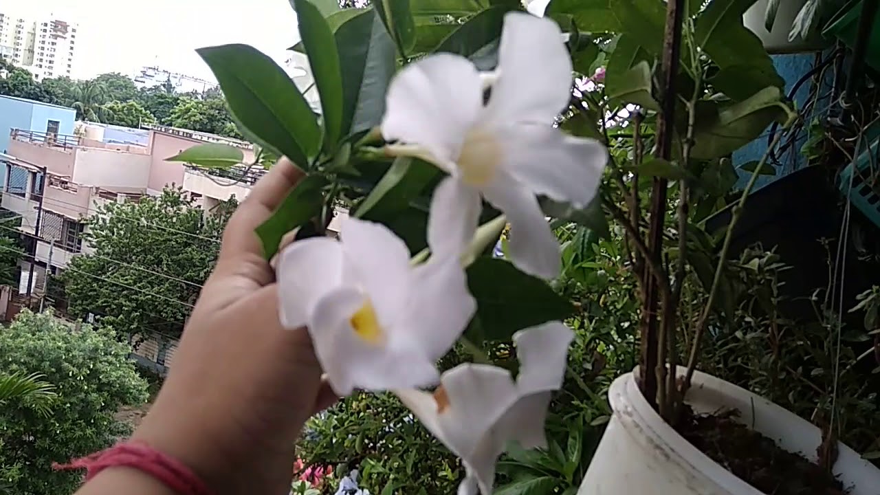 Mandeville white flowers - YouTube