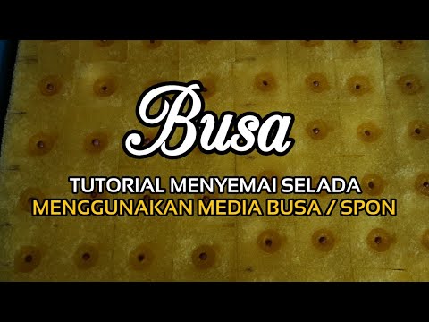 Tutorial menyemai selada menggunakan media busa / spon | hidroponik irit - YouTube