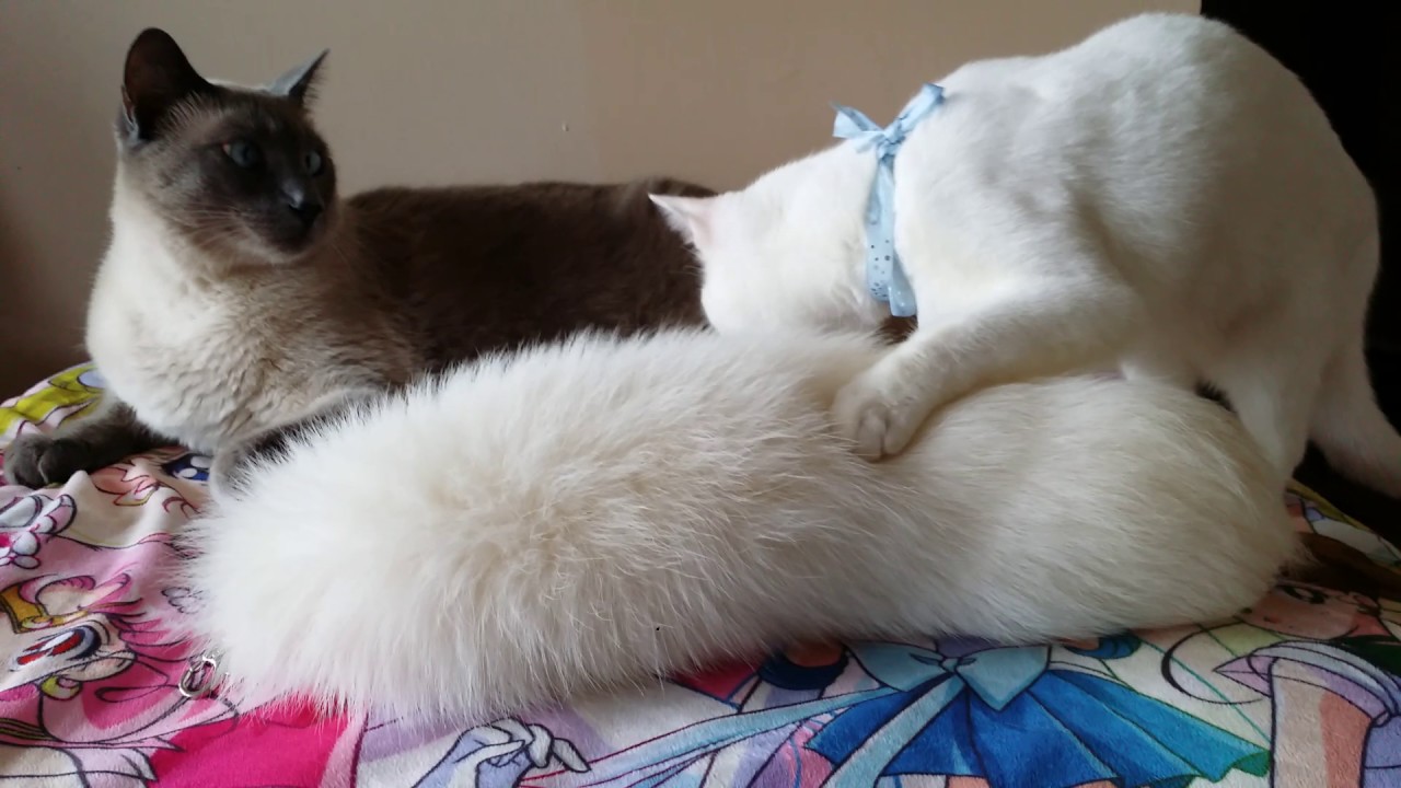 Cats and An Artic Fox Tail - YouTube