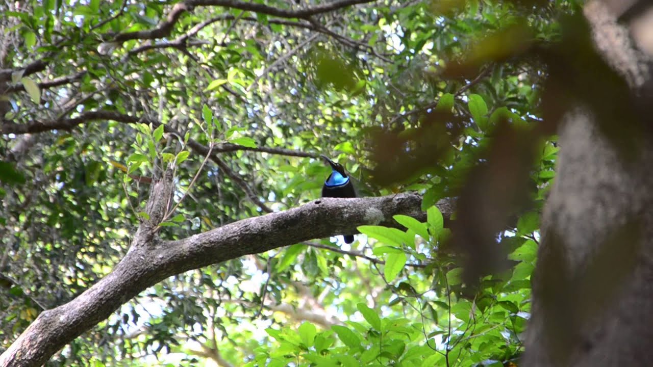 Magnificent Rifle Bird - YouTube