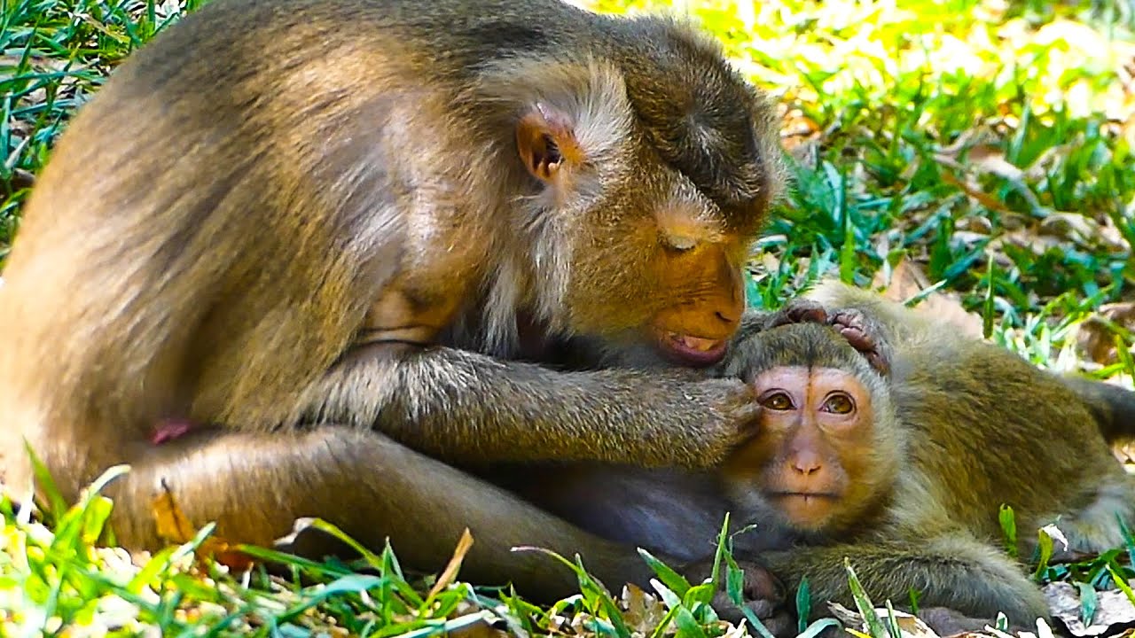 Sweet moment !! Monkey Rainbow act like a princess while monkey Libby Pay attention on her💞 ...