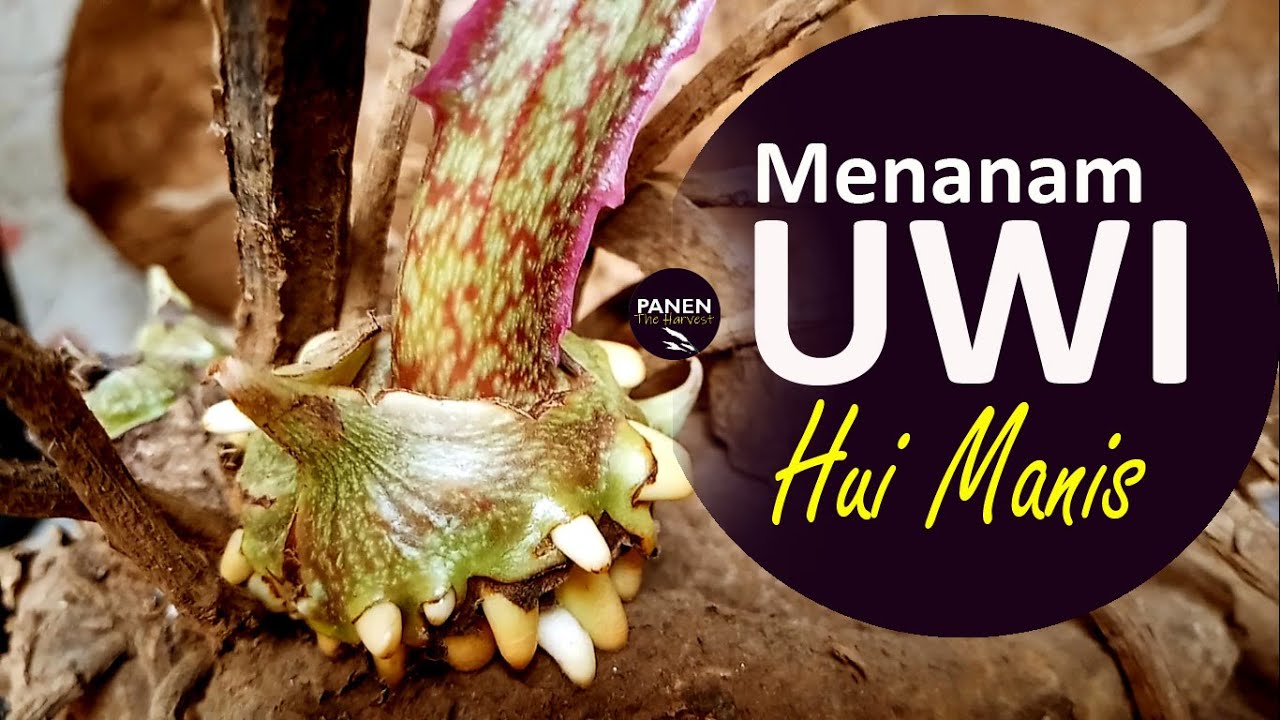 Belajar Menanam Uwi | Hui Manis| Water yam | Uwi Jumbo - YouTube