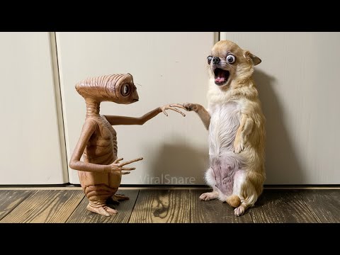 SCARED ANIMALS Part 4 | Pure Comedy