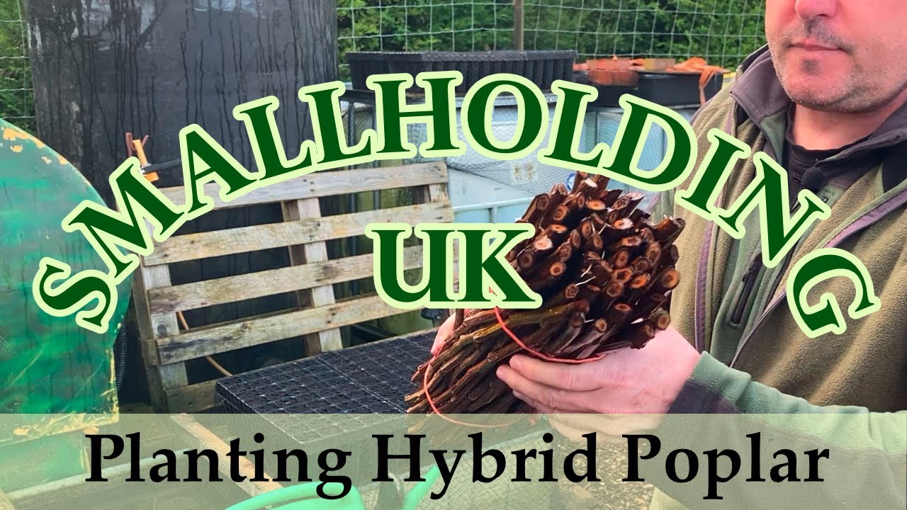 Planting Hybrid Poplar - YouTube
