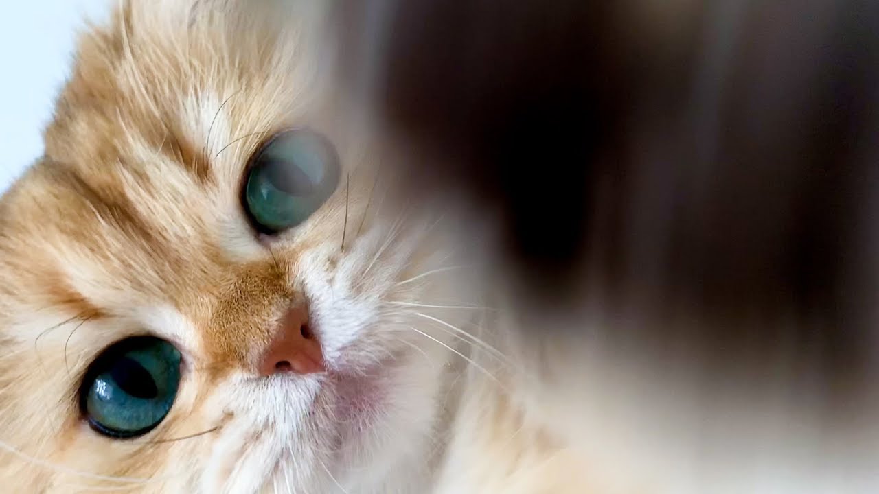 Cats Attack Camera - YouTube