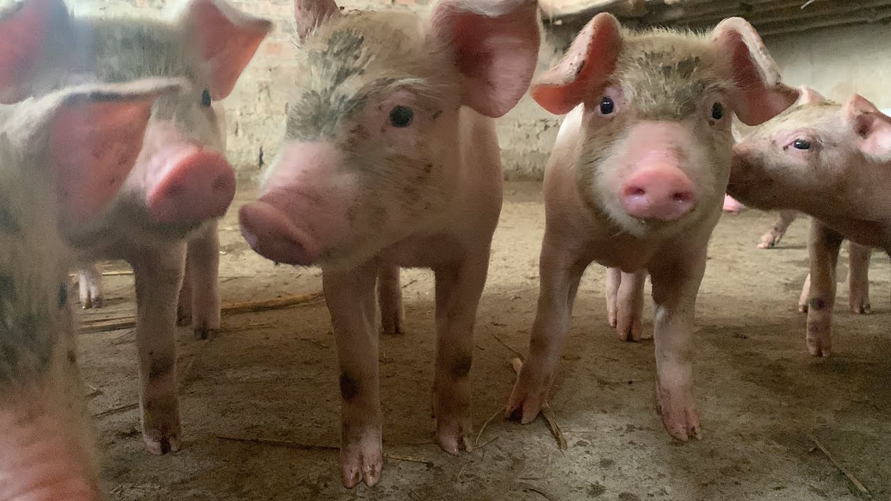 Cute piglets from new born to one month #piglets #cuteanimals - YouTube
