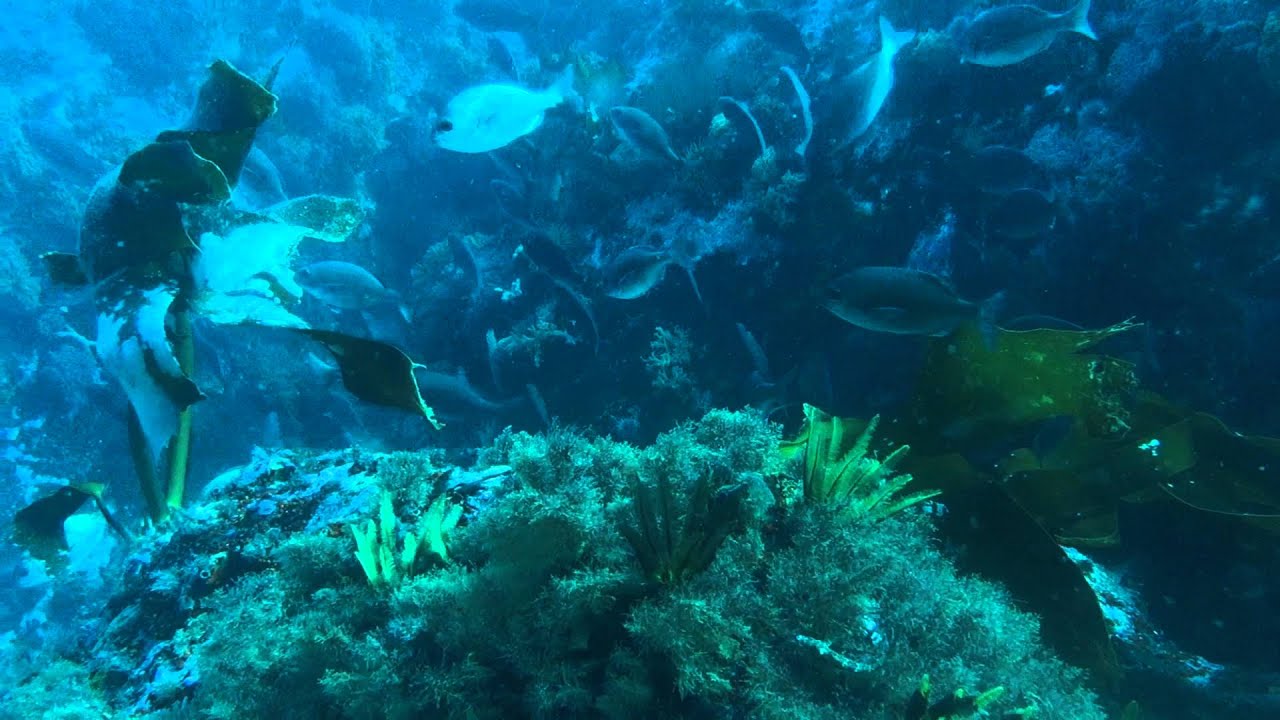 Fish at Photographer's Reef, False Bay, South Africa - YouTube