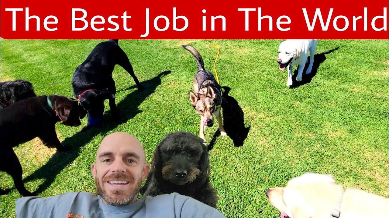 A Day With The Squad and Todd: Unusual Dog Trainer - YouTube