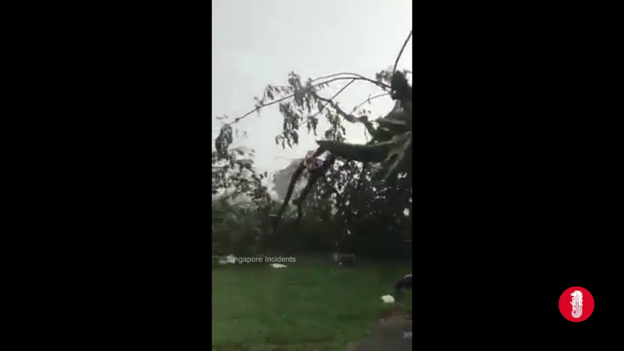 The typhoon that wreked up a chicken farm and cemetery at Lim Chu Kang ...