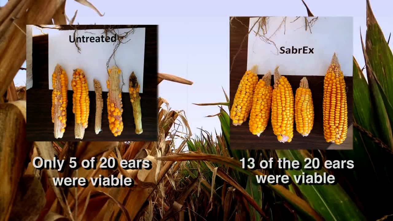 ABM SabrEX™ for Corn in a Drought 2012 - YouTube